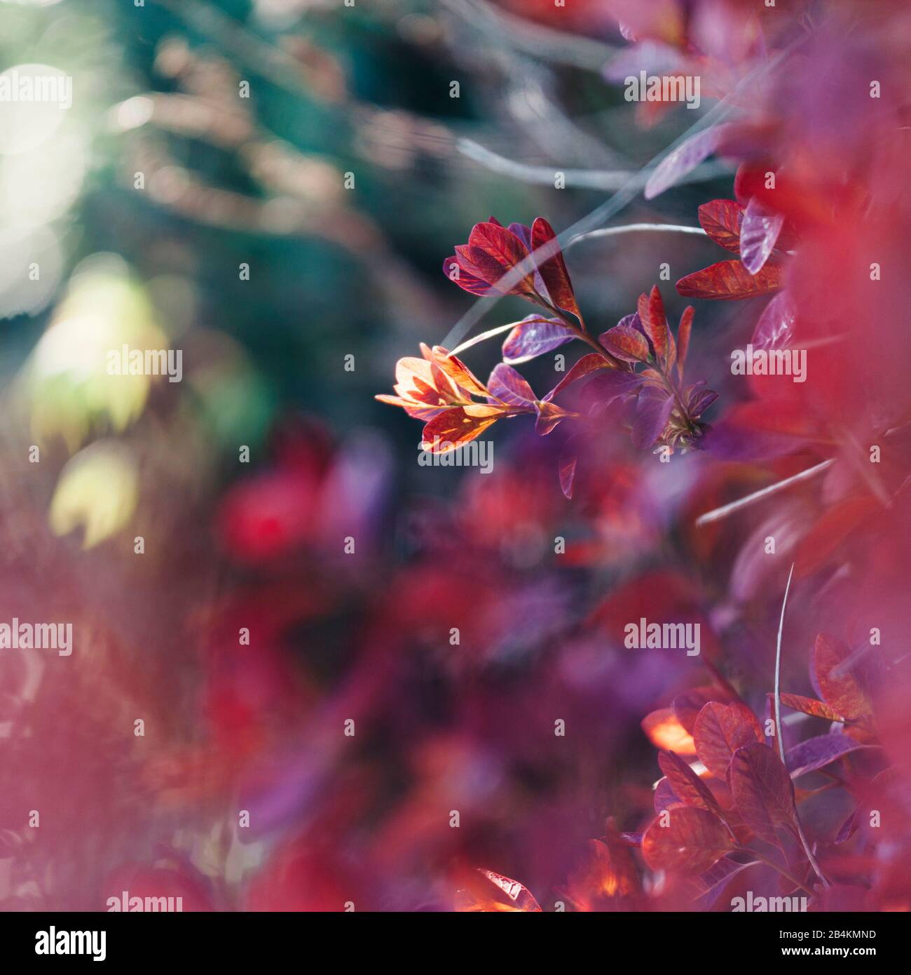 Close up shot shrub hi-res stock photography and images - Alamy