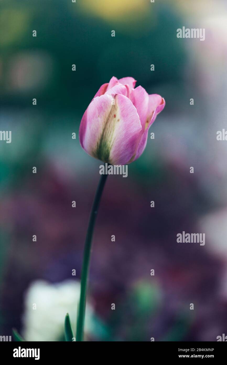 Tulip bulb hi-res stock photography and images - Alamy