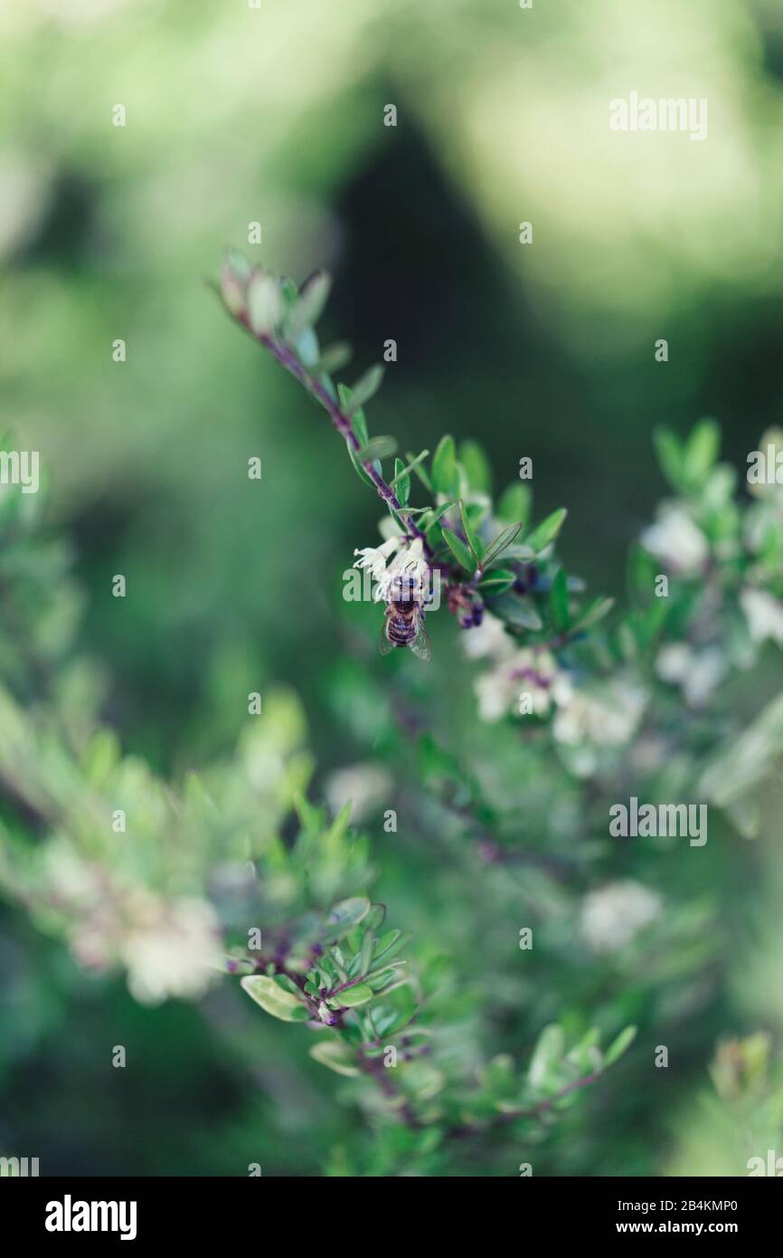 Bee nature nature with insects hi-res stock photography and images - Alamy
