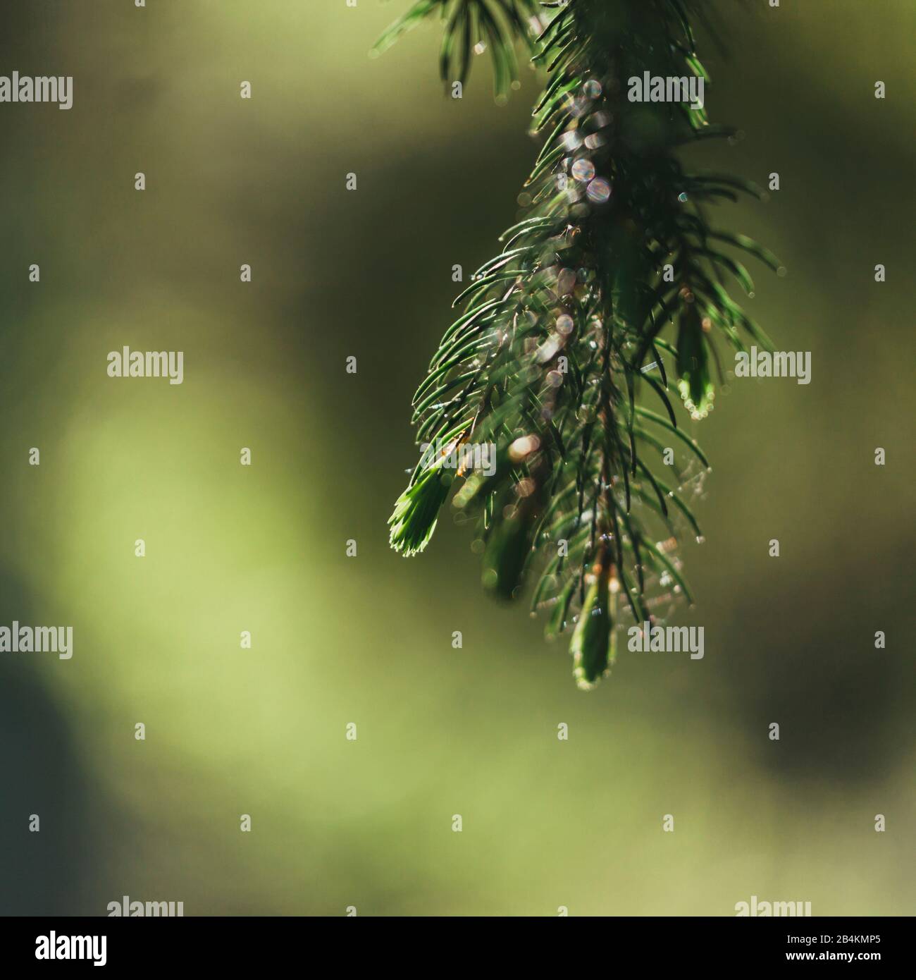 Coniferous branch with fresh shoots, close-up Stock Photo - Alamy