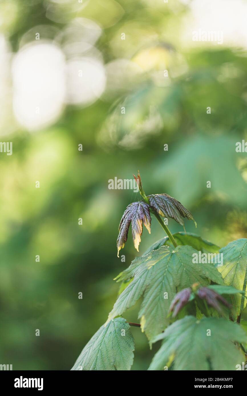 Fresh maple leaves close hi-res stock photography and images - Alamy
