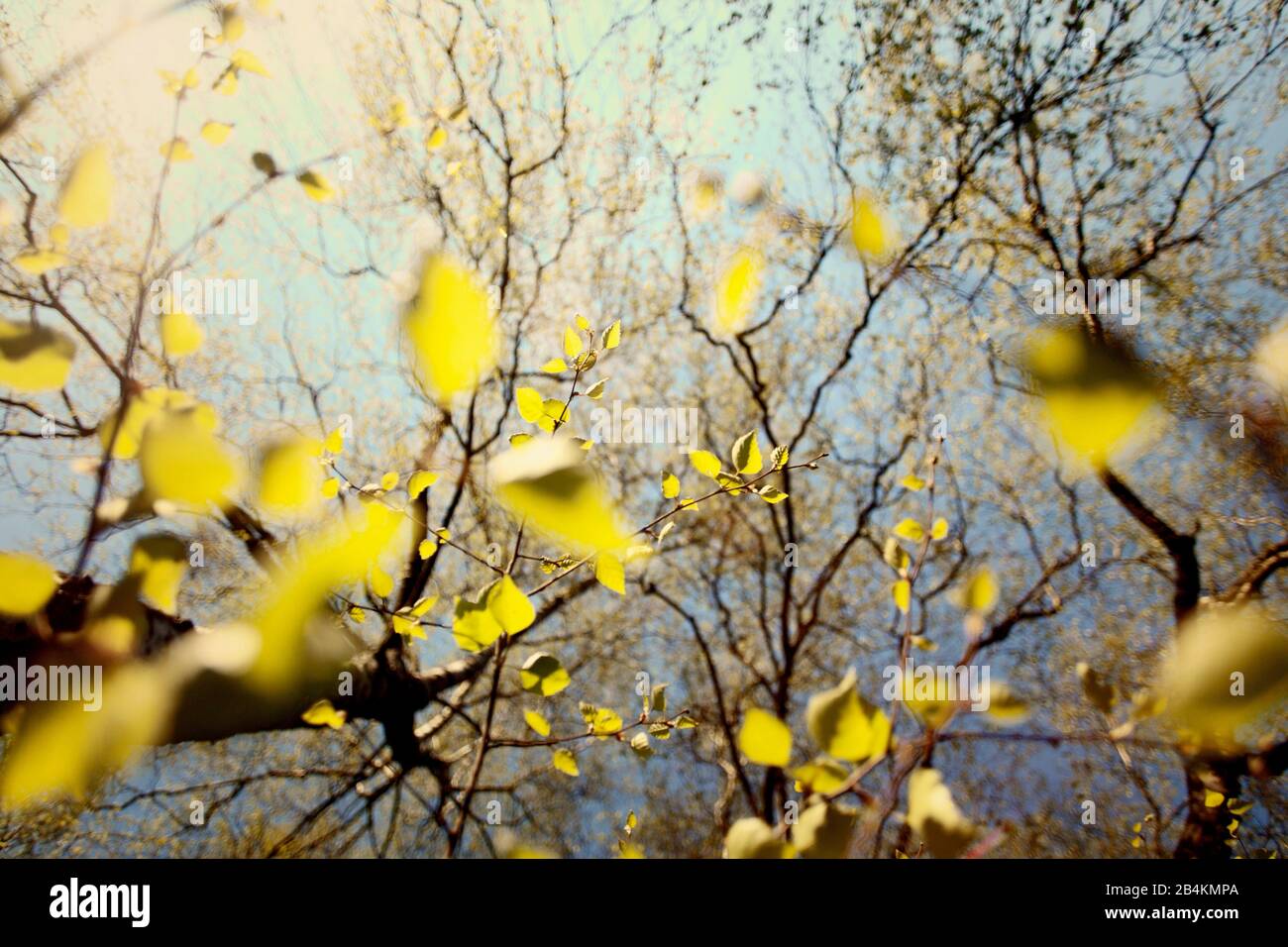Autumn deciduous trees against the light Stock Photo - Alamy