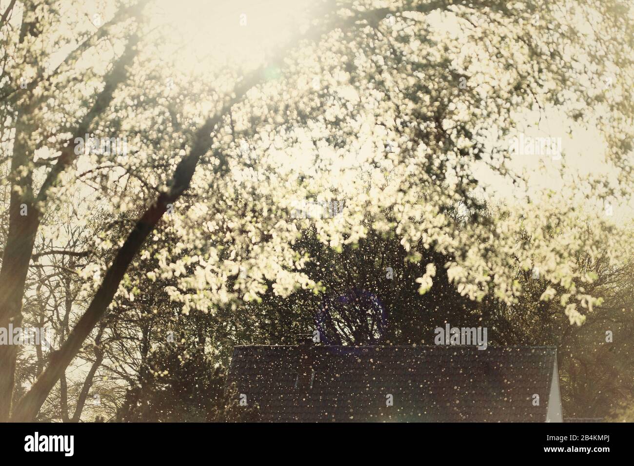 Nature details, trees against the light, alienation Stock Photo - Alamy