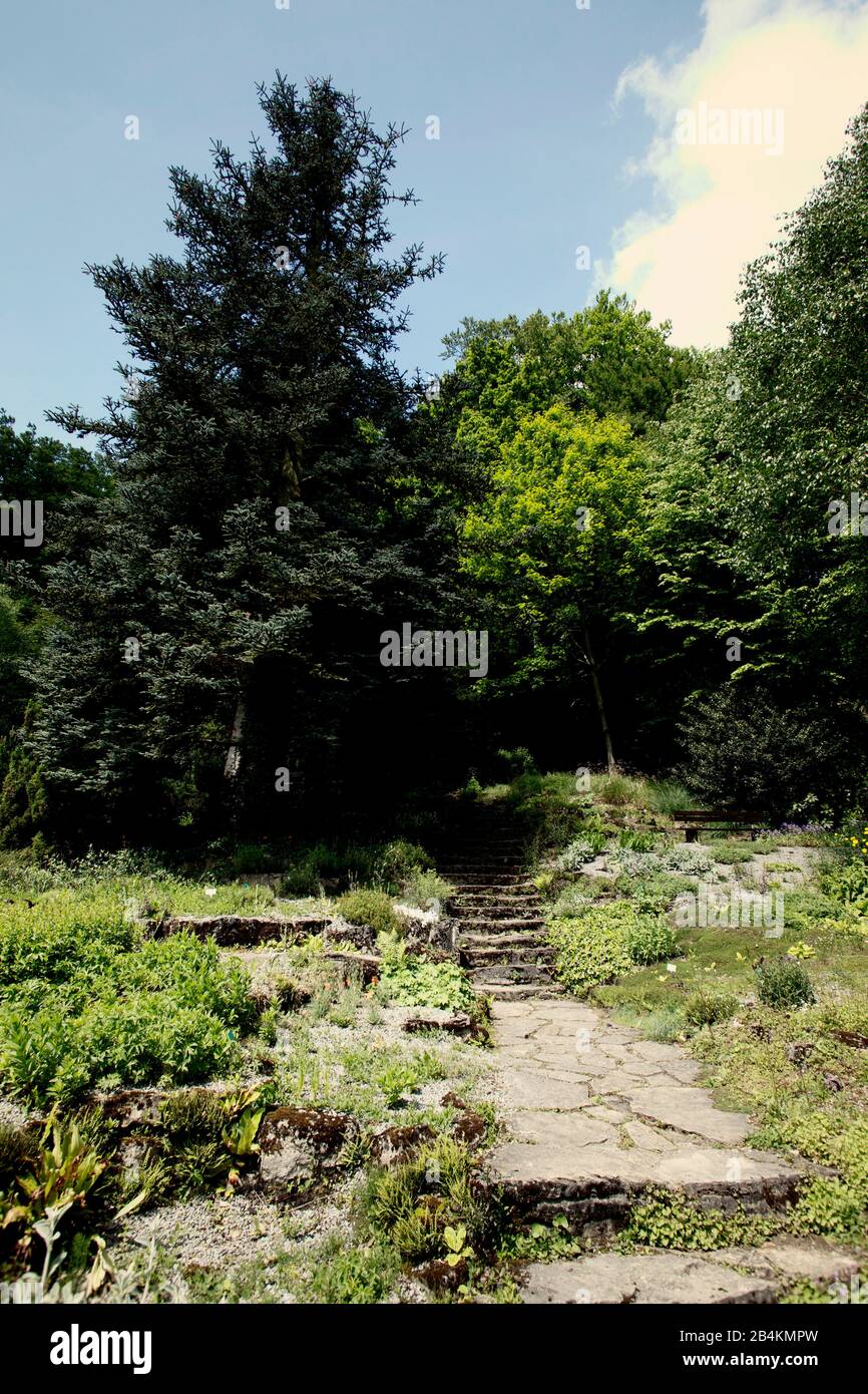 Overgrown path in park Stock Photo - Alamy