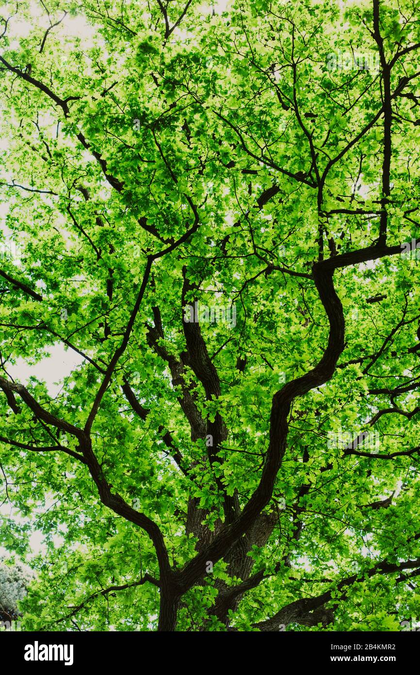 Deciduous Trees In Summer DECIDUOUS TREES Unit Study, Life Cycle,