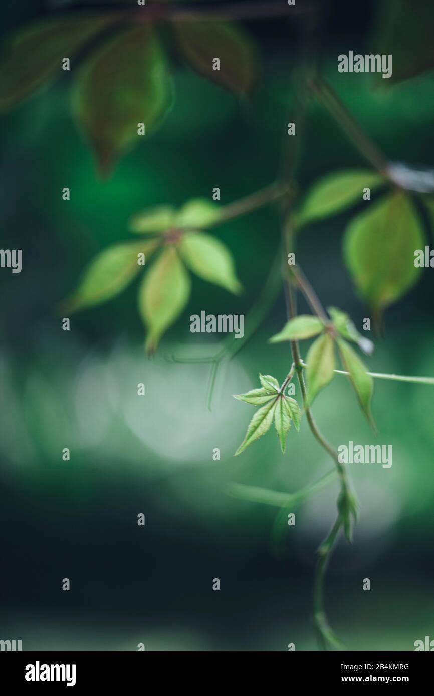 Branch with leaves hi-res stock photography and images - Alamy