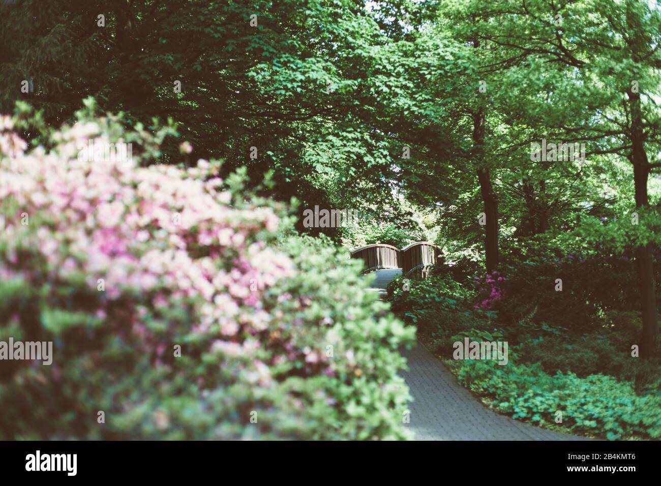 Trees and flowering bushes in the park Stock Photo - Alamy