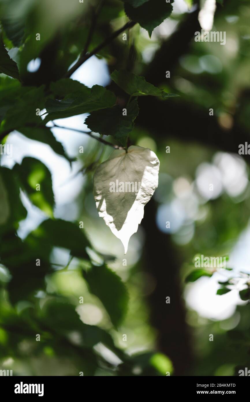 Flowering handkerchief tree, Davidia involucrata, close-up Stock Photo ...