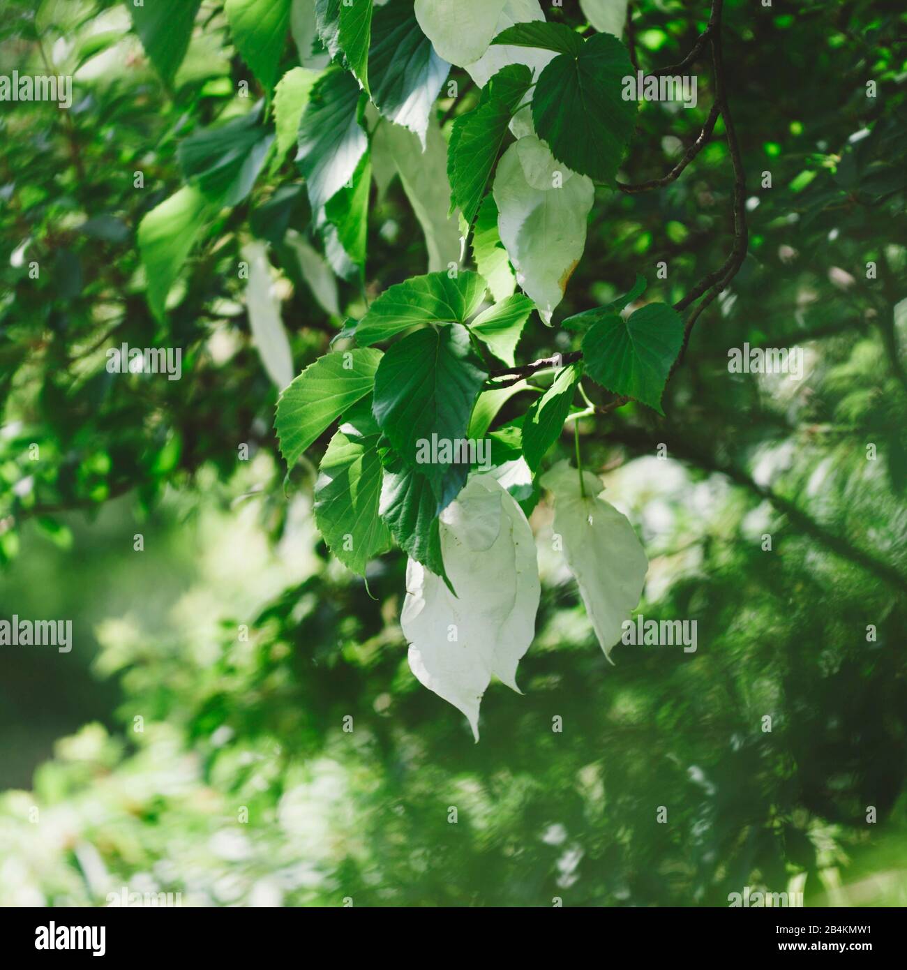 Handkerchief tree close up hi-res stock photography and images - Alamy