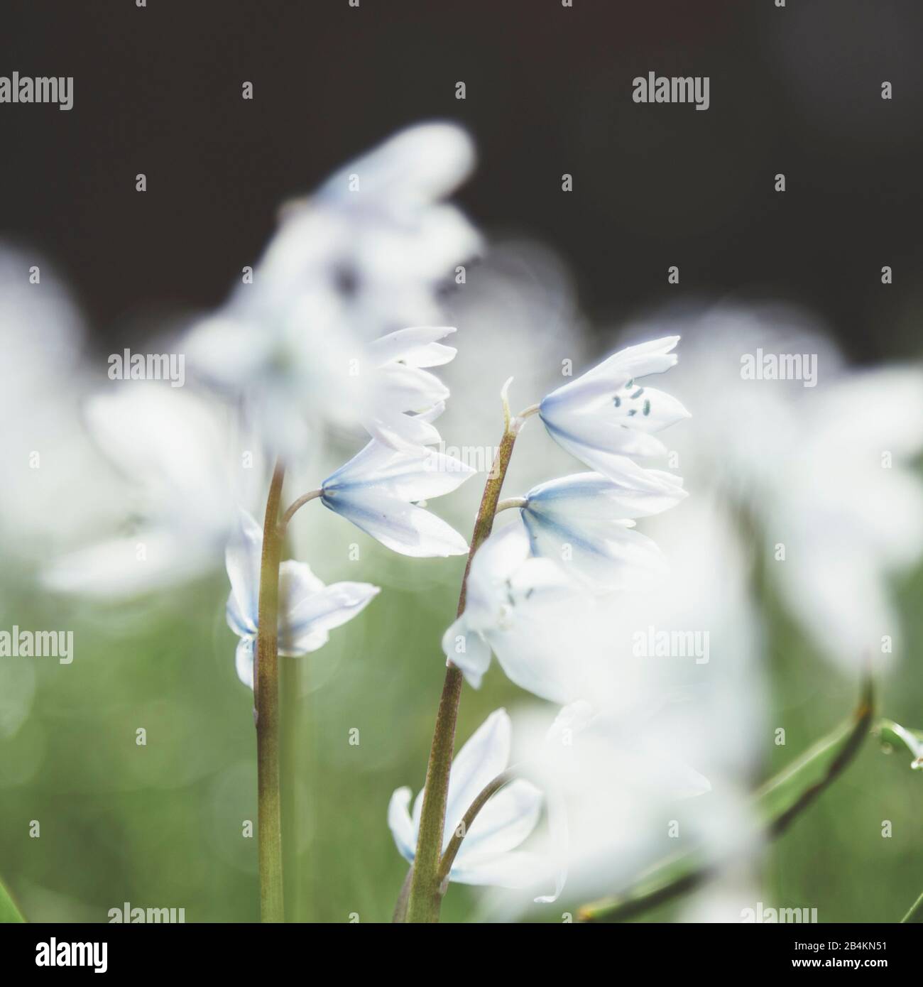 Milk flowers hi-res stock photography and images - Alamy