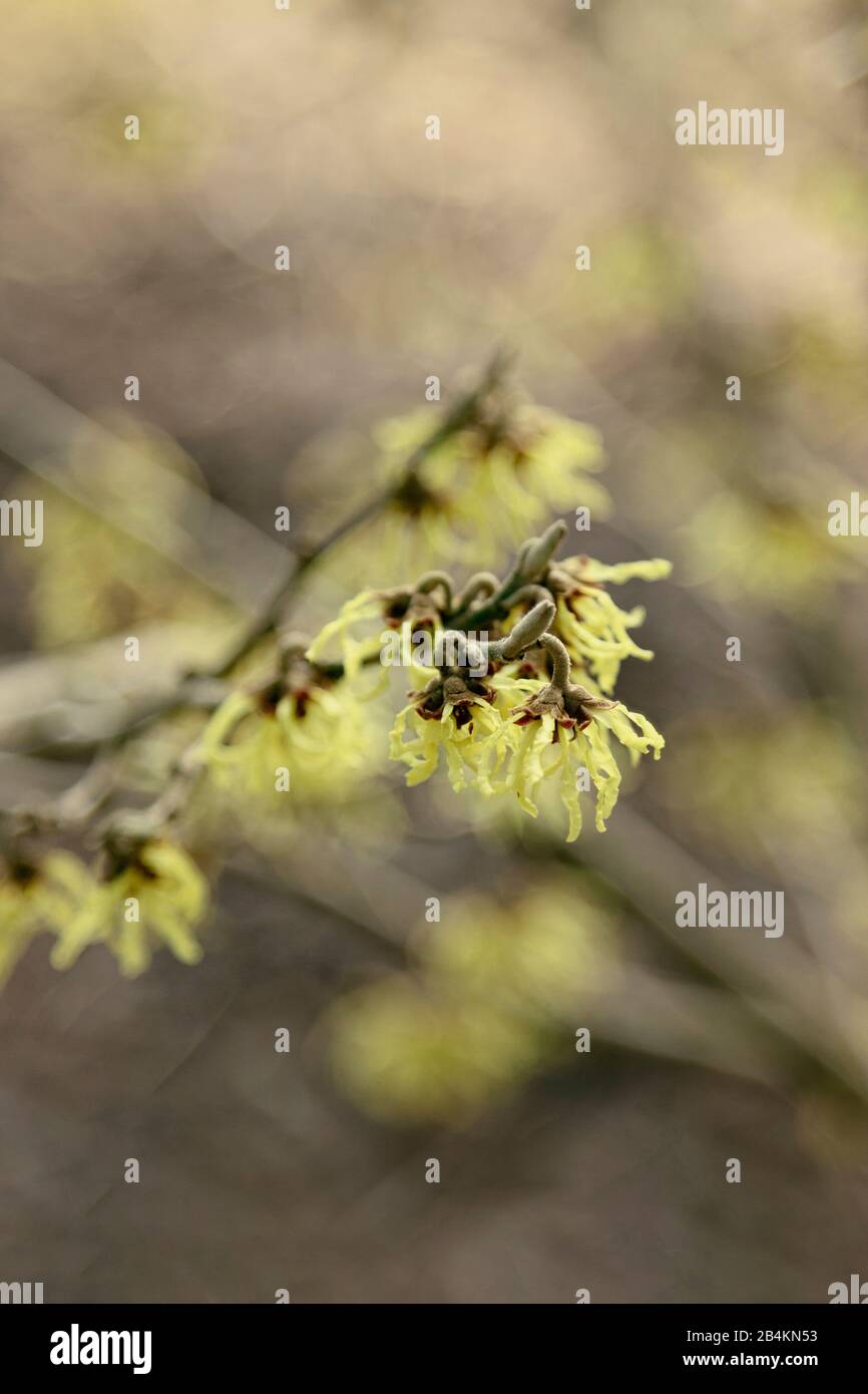 Flowering branches of witch hazel, close-up, witch hazel Stock Photo ...