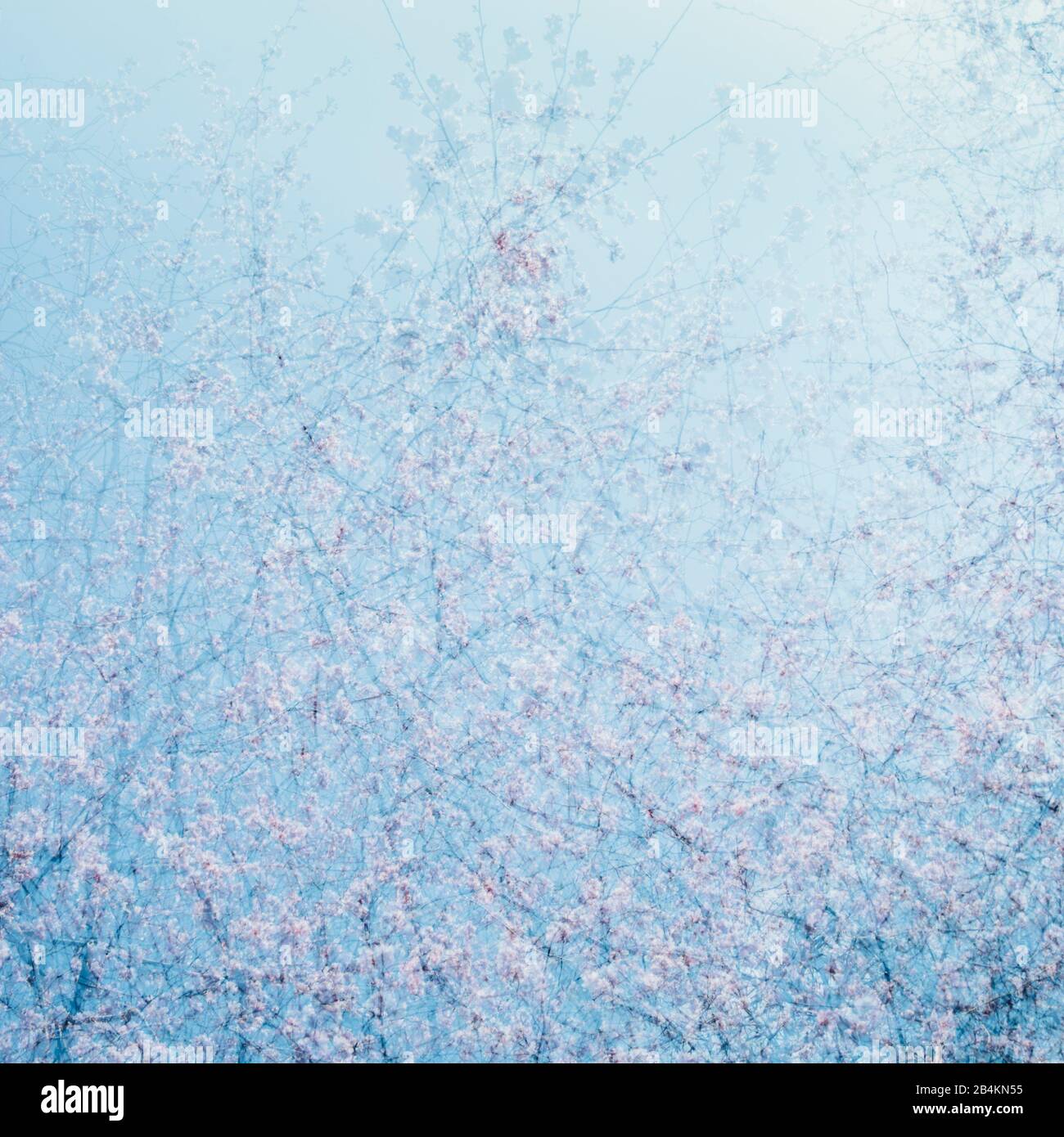 Blue flower branches hi-res stock photography and images - Alamy