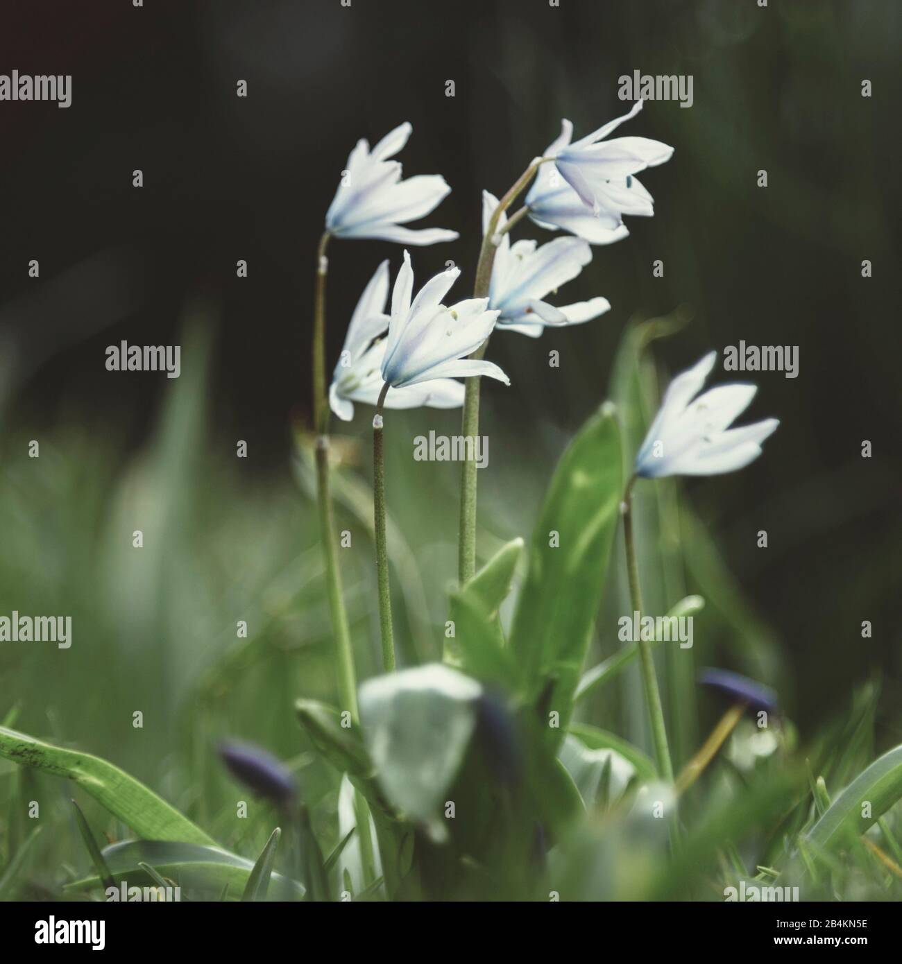 Star flowers hi-res stock photography and images - Alamy