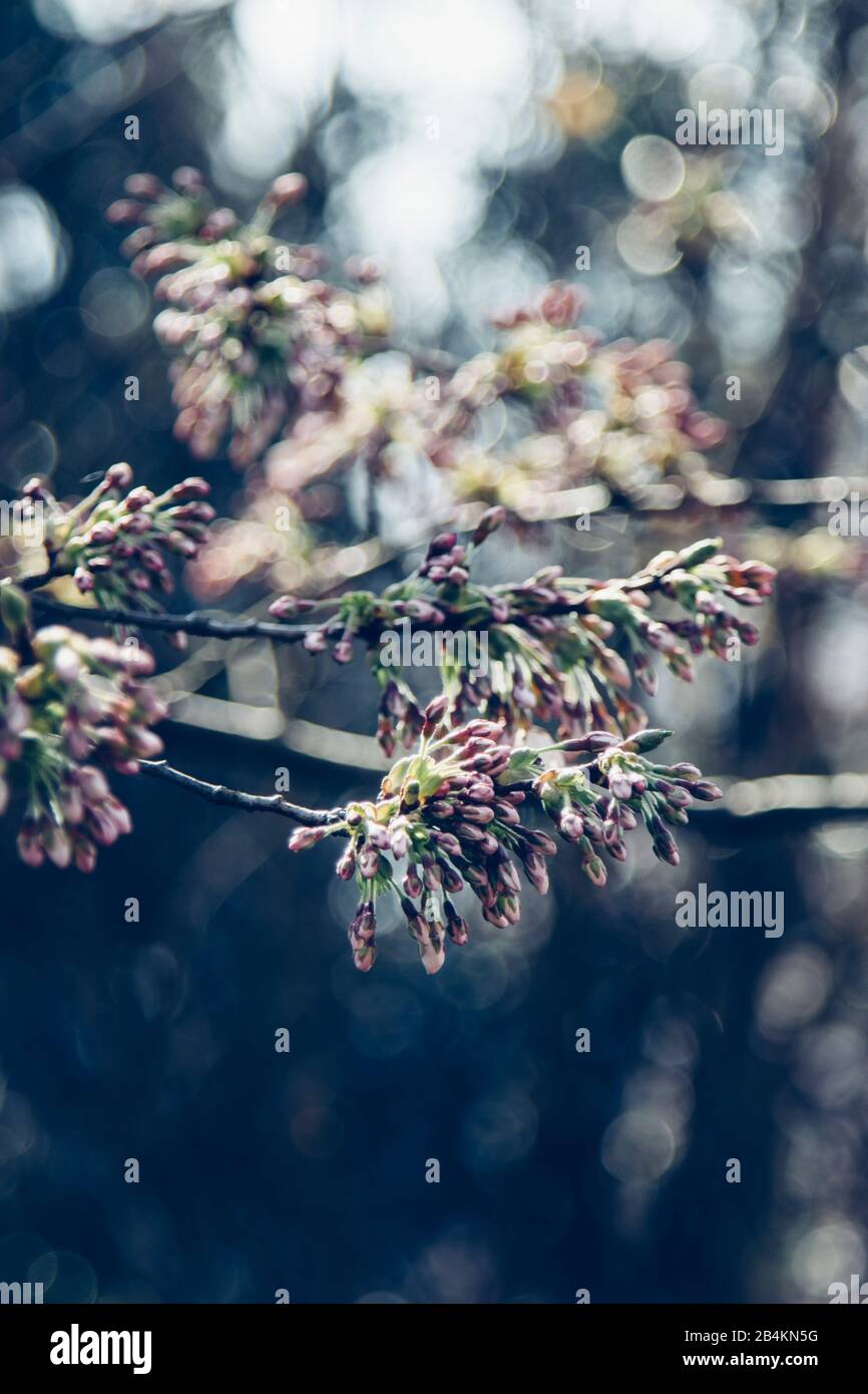 Buds of tree hi-res stock photography and images - Alamy