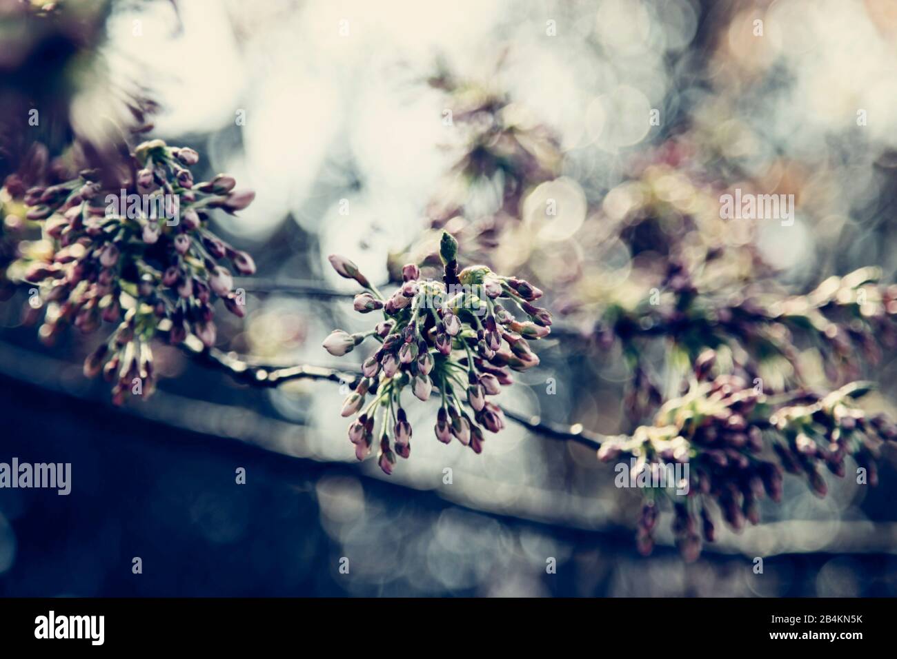 Buds of tree hi-res stock photography and images - Alamy