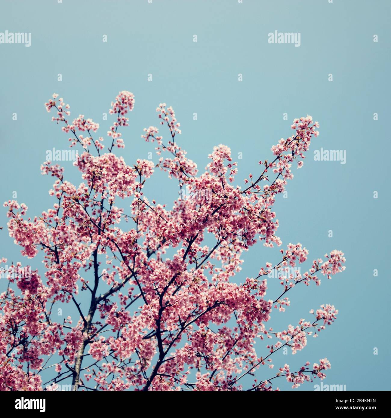 Flowering plum, branches with flowers, close-up, Prunus cerasifera ...