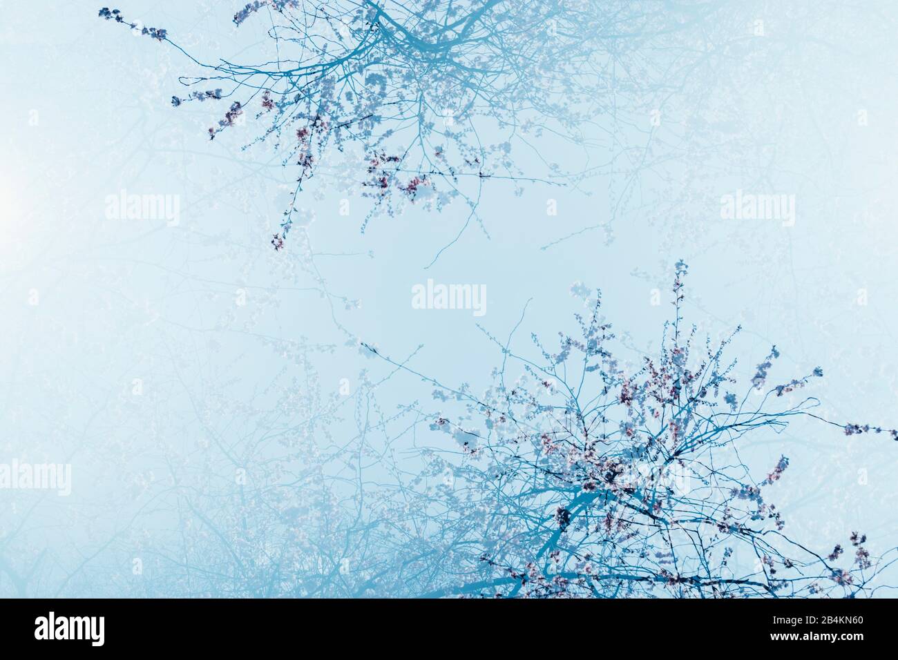 Blue flower branches hi-res stock photography and images - Alamy