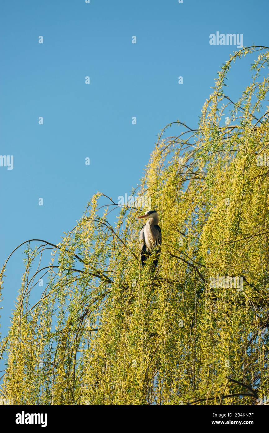 Nature details, heron on a tree Stock Photo - Alamy