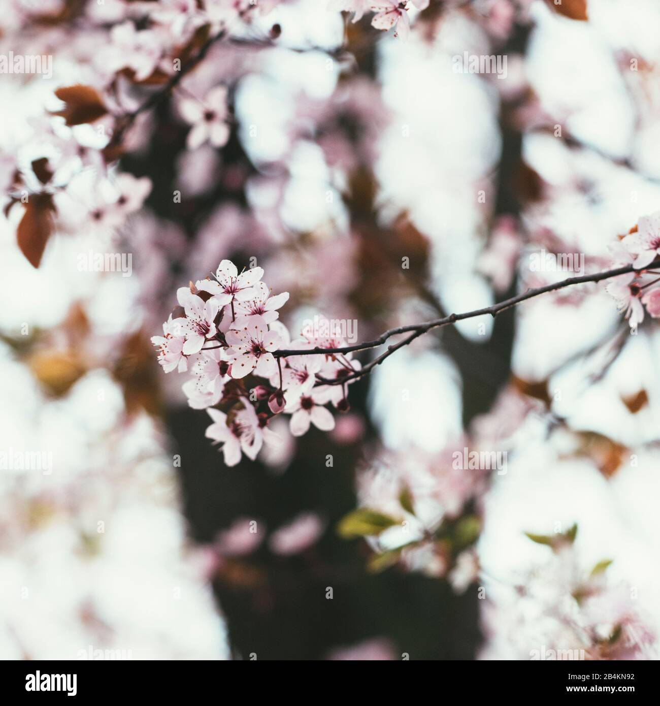 Branches of flowering plum tree hi-res stock photography and images - Alamy