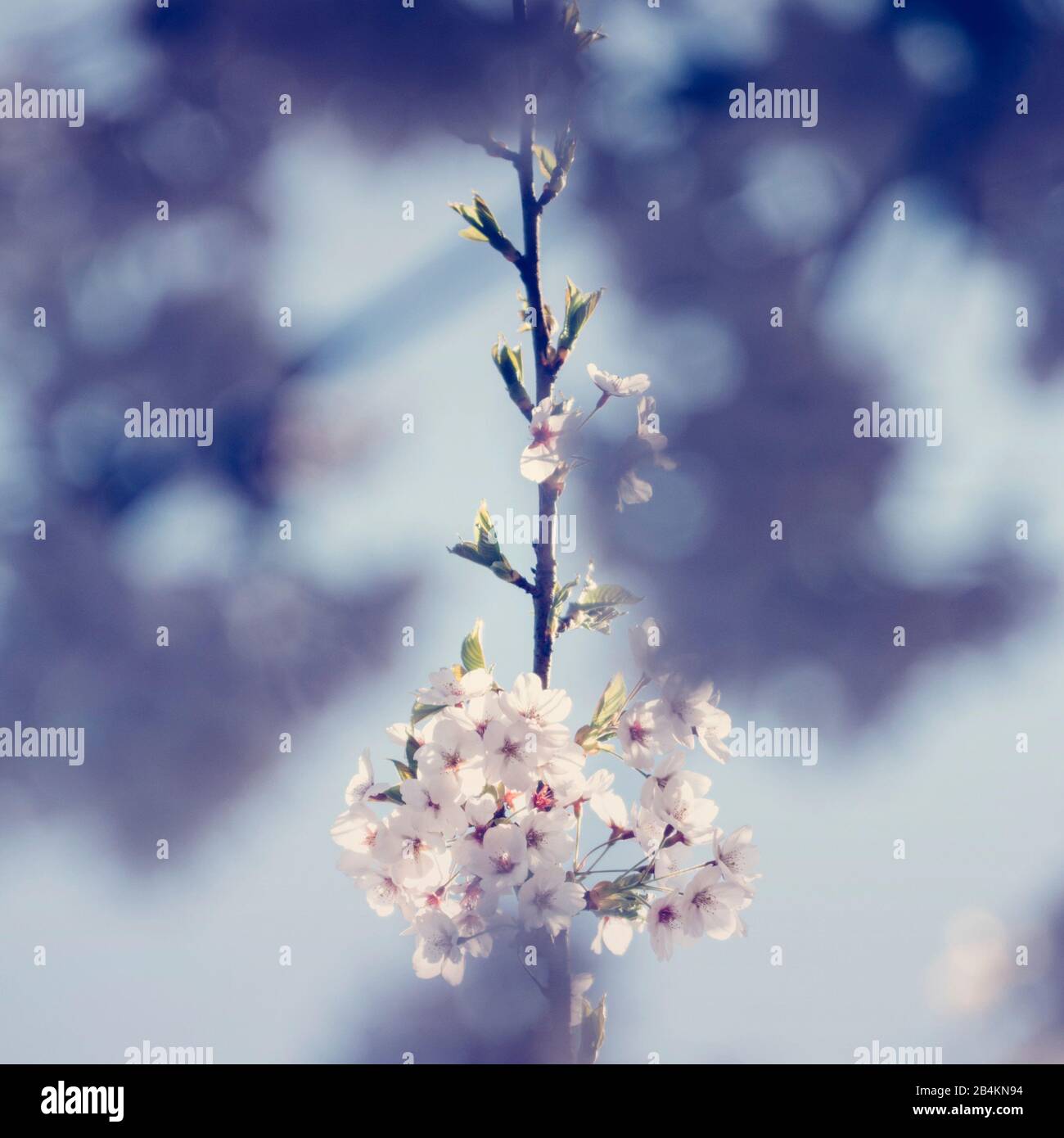 Blossoming tree branch white hi-res stock photography and images - Alamy