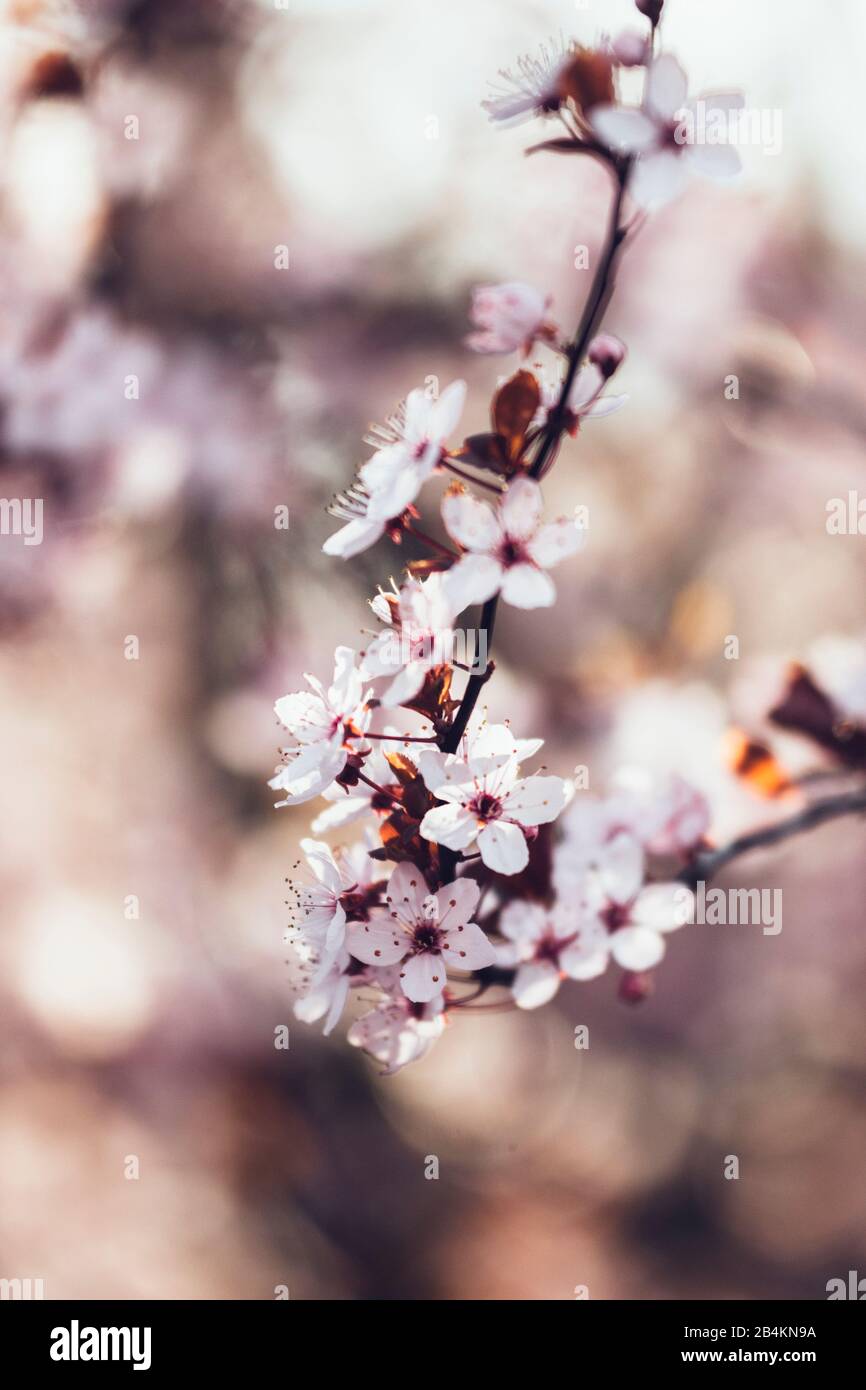 Branches of flowering plum tree hi-res stock photography and images - Alamy