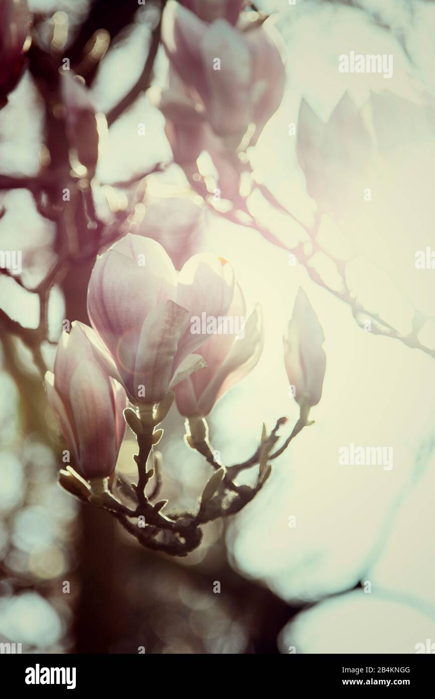 Blossoming tree buds hi-res stock photography and images - Alamy