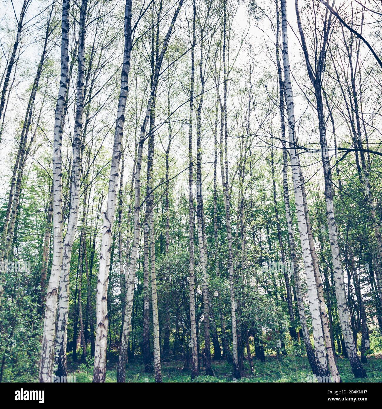 Birch forest in spring, betula Stock Photo - Alamy