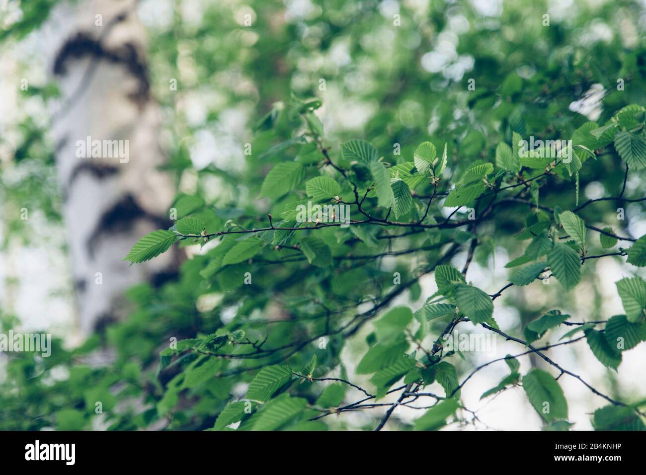 Spring birch twigs hi-res stock photography and images - Alamy