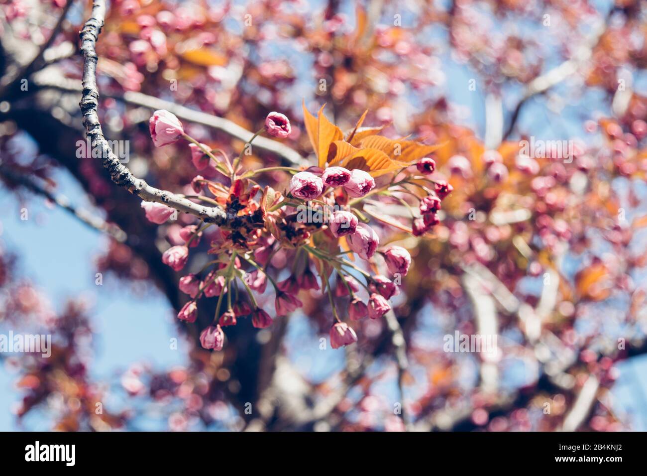 Tree buds flowers fruit hi-res stock photography and images - Alamy