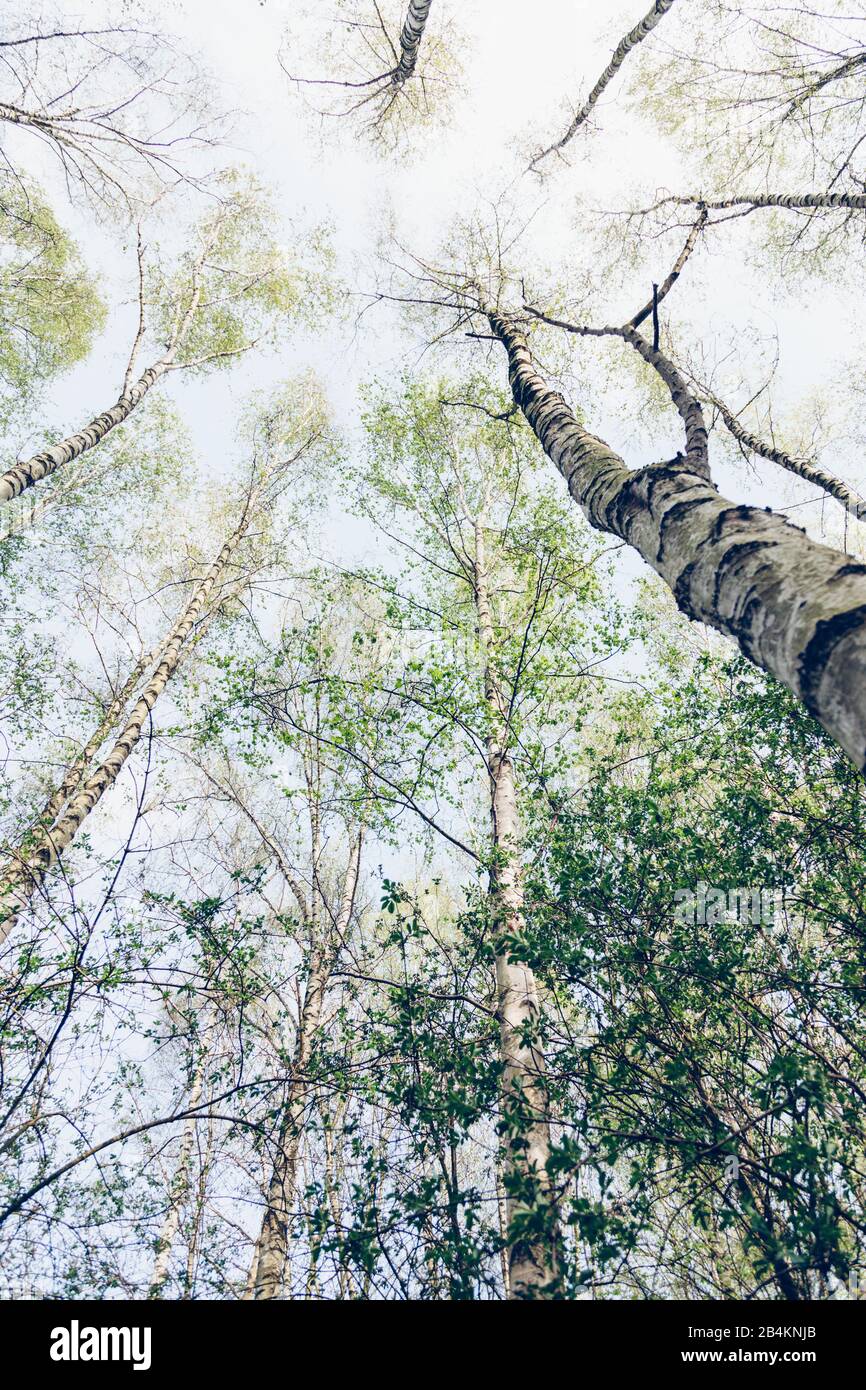 Spring birch trees hi-res stock photography and images - Alamy