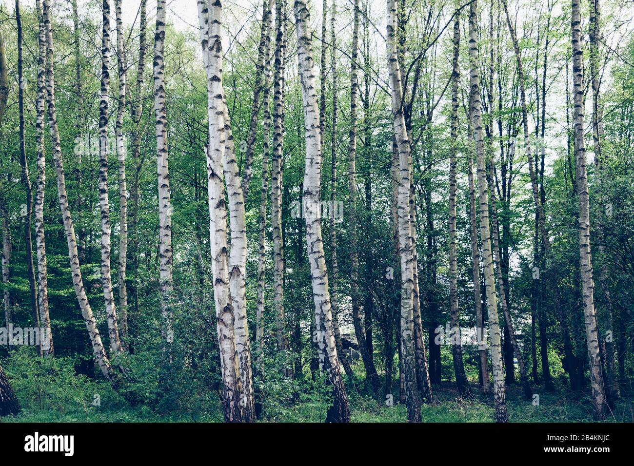 Birch forest in spring, betula Stock Photo - Alamy