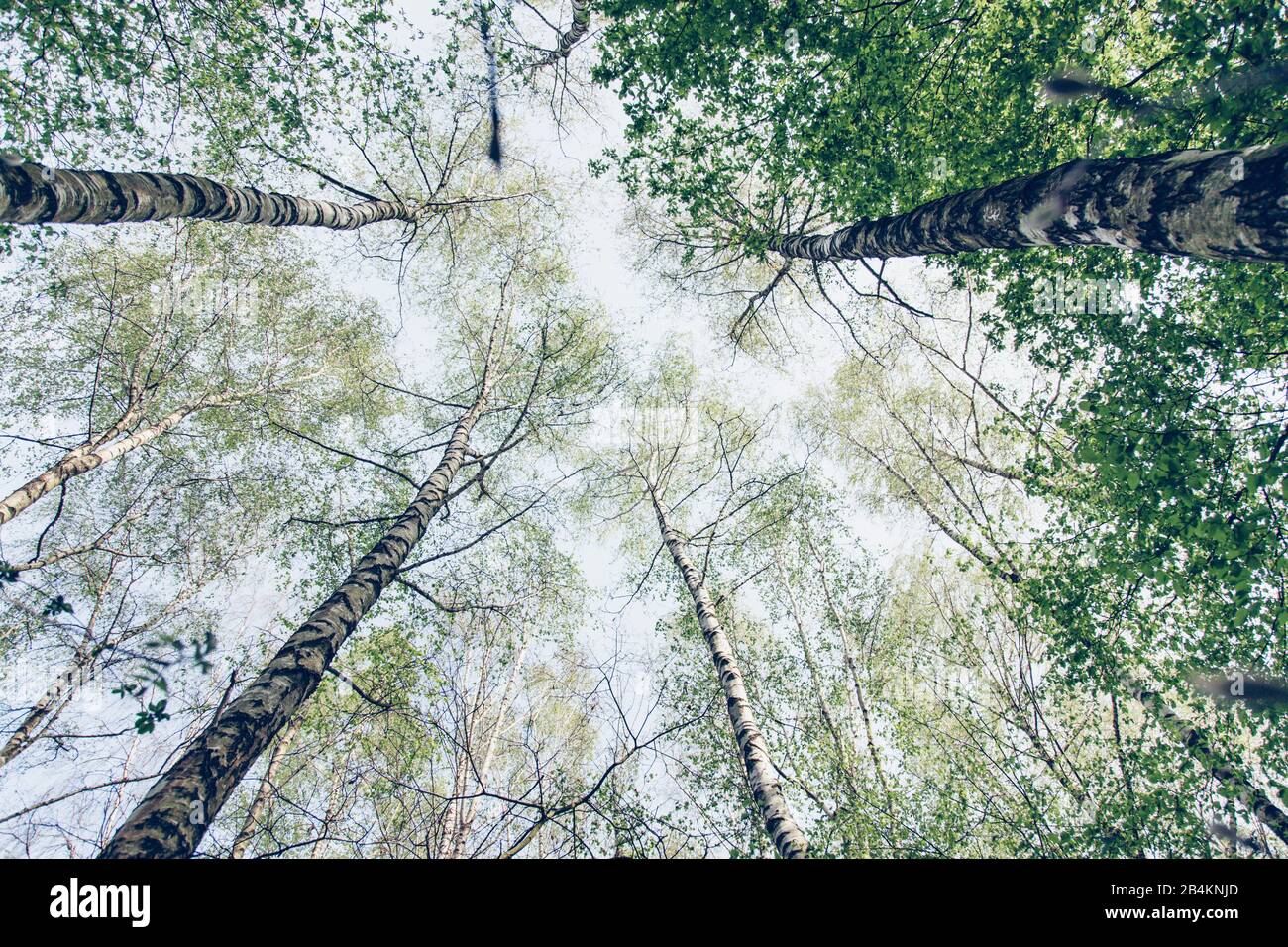 Birch trees hi-res stock photography and images - Alamy