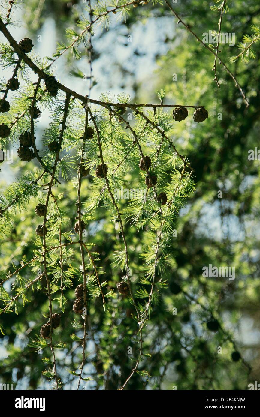 Nature details, larch branch with cones, close-up, Larix Stock Photo ...