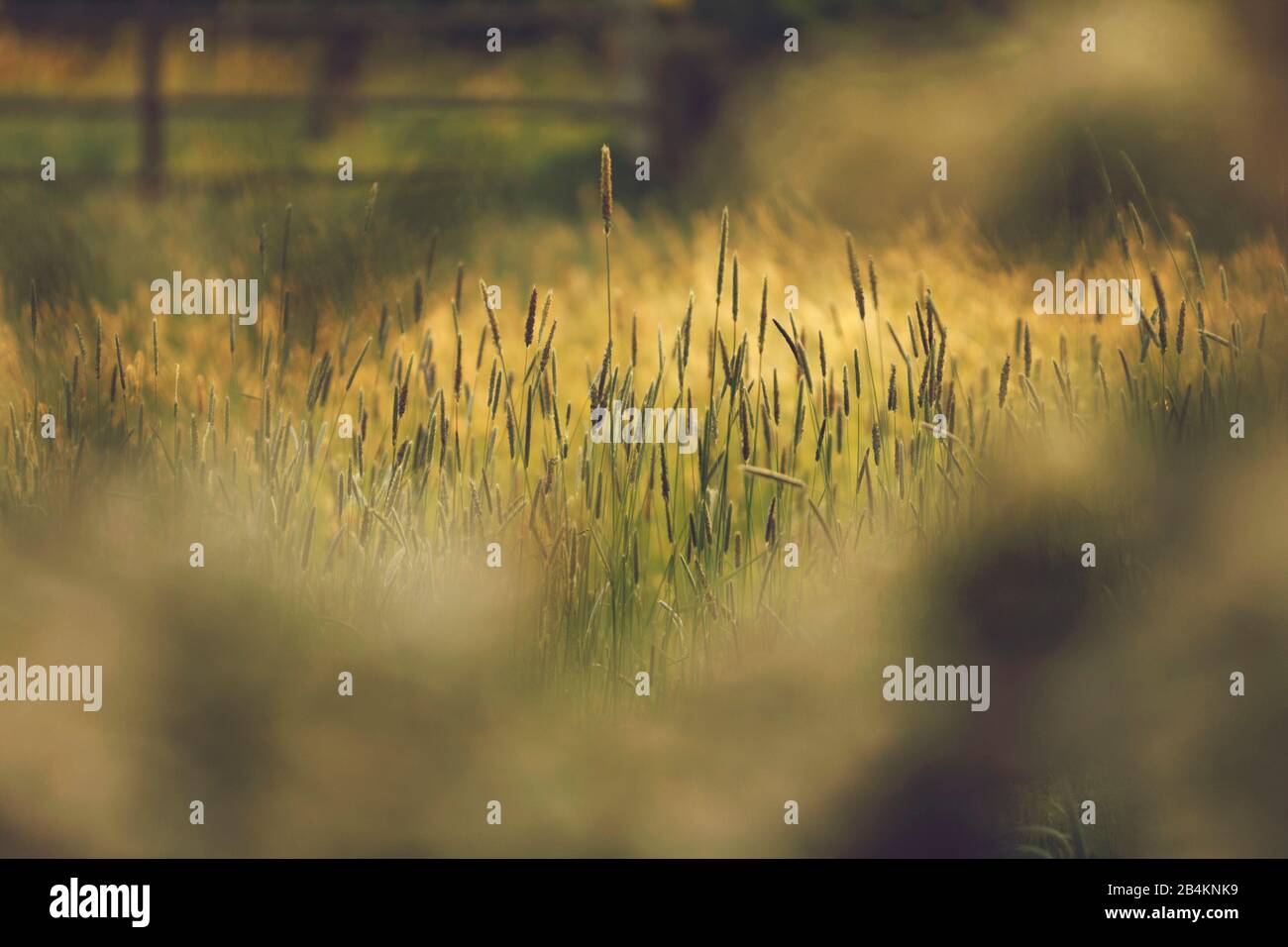 Nature in details hi-res stock photography and images - Alamy