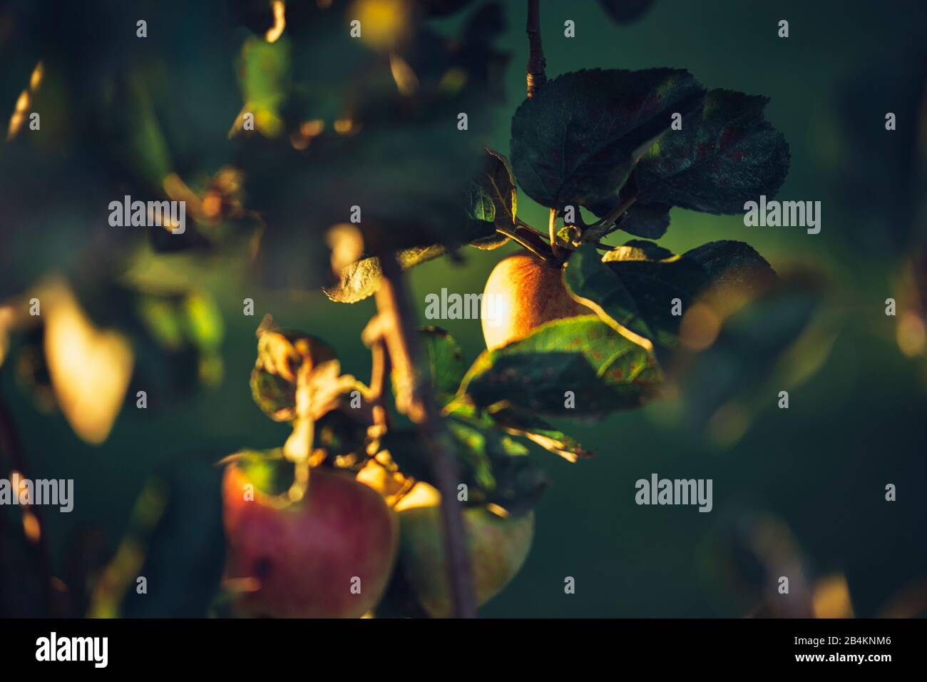 Autumn in tree fruits hi-res stock photography and images - Alamy