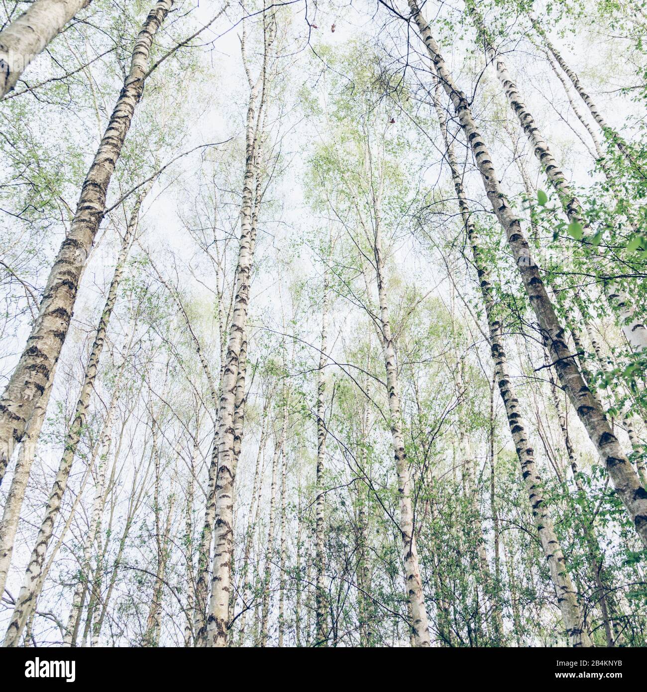 View of birch tree in spring hi-res stock photography and images - Alamy