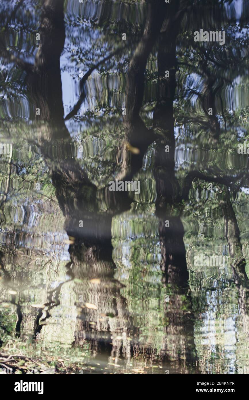 Pond close up hi-res stock photography and images - Alamy