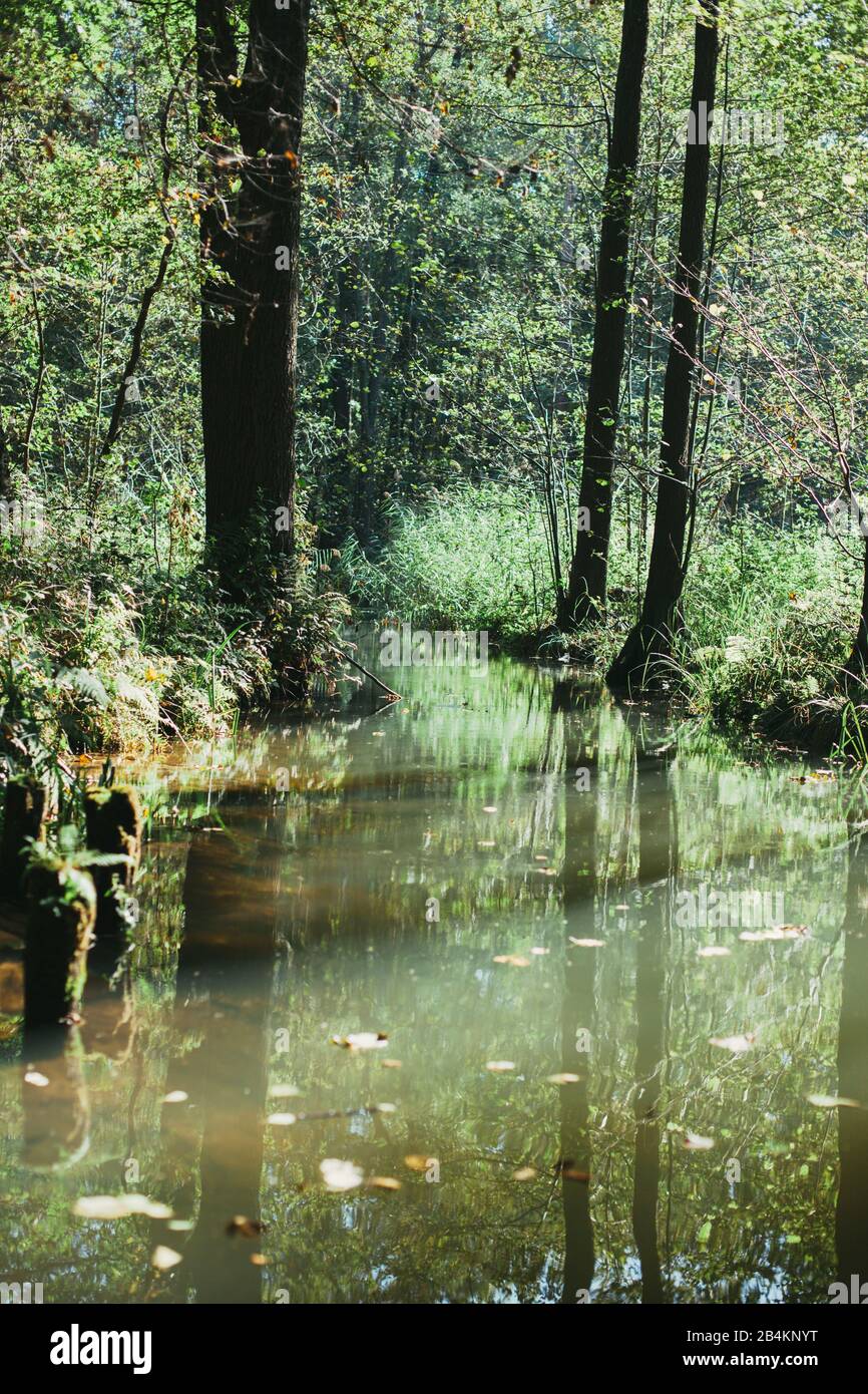 Pond close up hi-res stock photography and images - Alamy