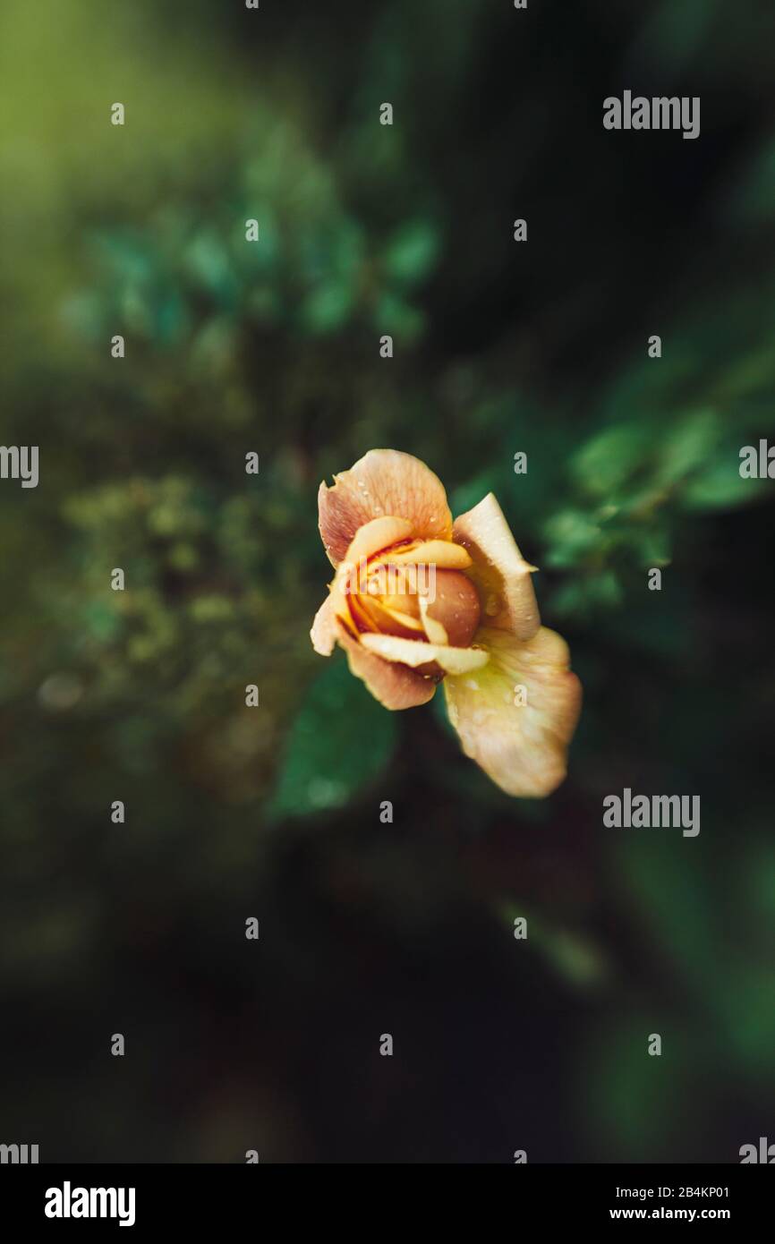 Roses close hi-res stock photography and images - Alamy