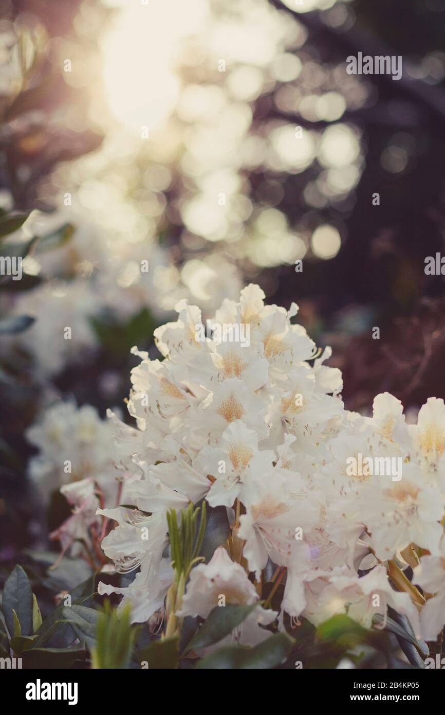 Nature reflexes hi-res stock photography and images - Alamy