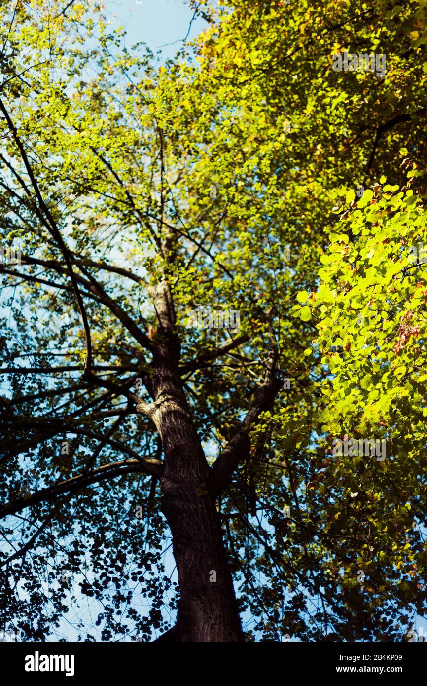 Deciduous trees with autumn leaves, close-up Stock Photo - Alamy