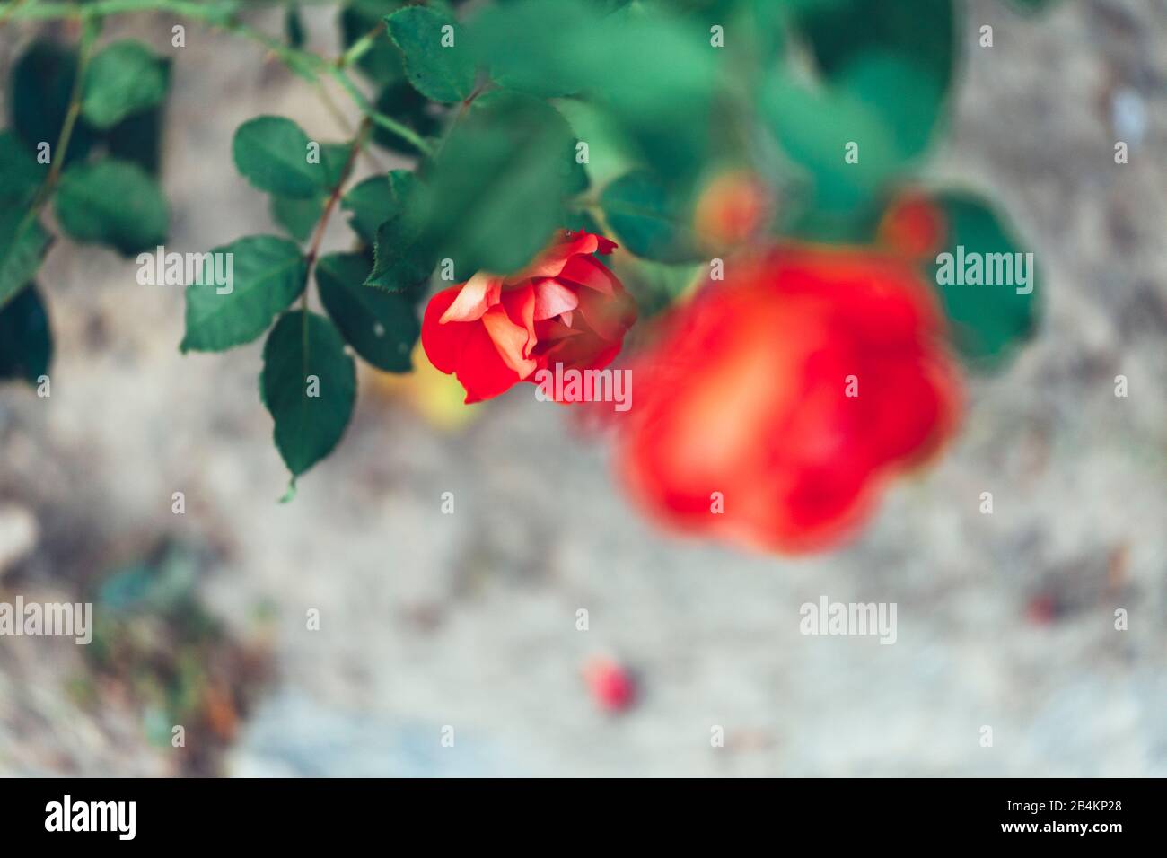 Close up view red roses hi-res stock photography and images - Alamy