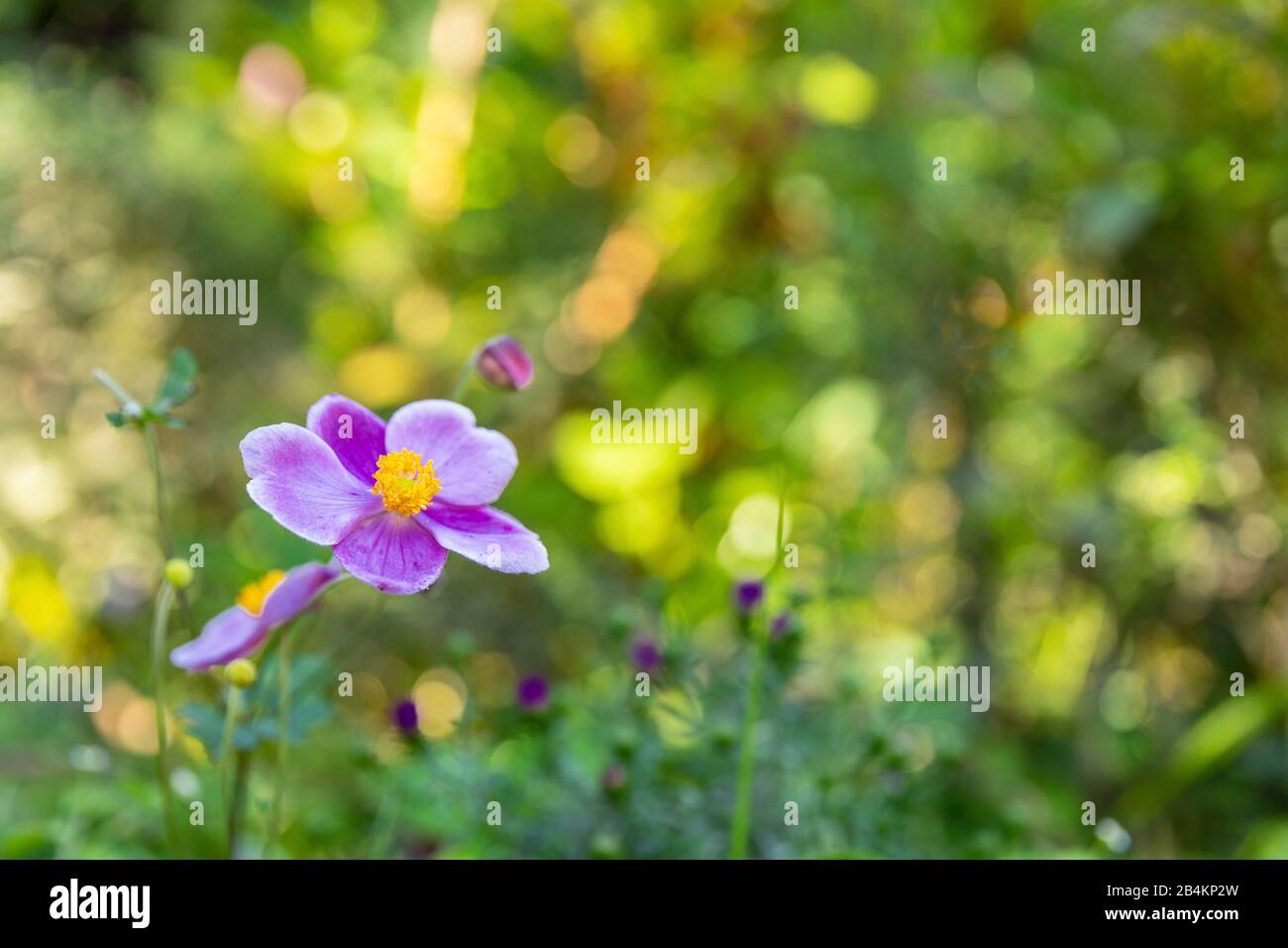 Blossom of the autumn anemone, Anemone hupehensis Stock Photo - Alamy