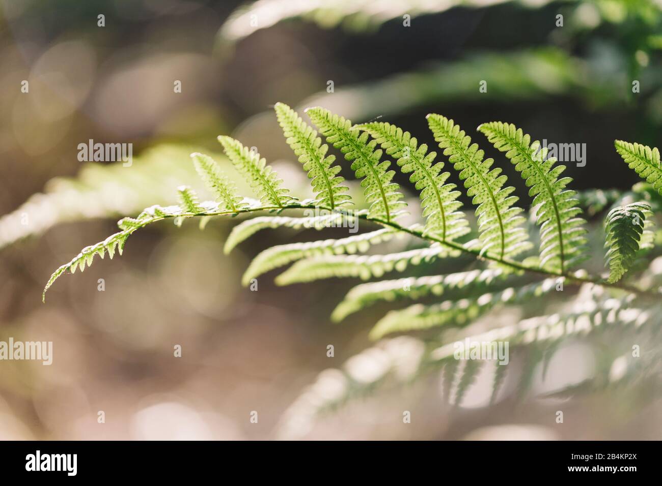 Botanical gardens in june hi-res stock photography and images - Alamy