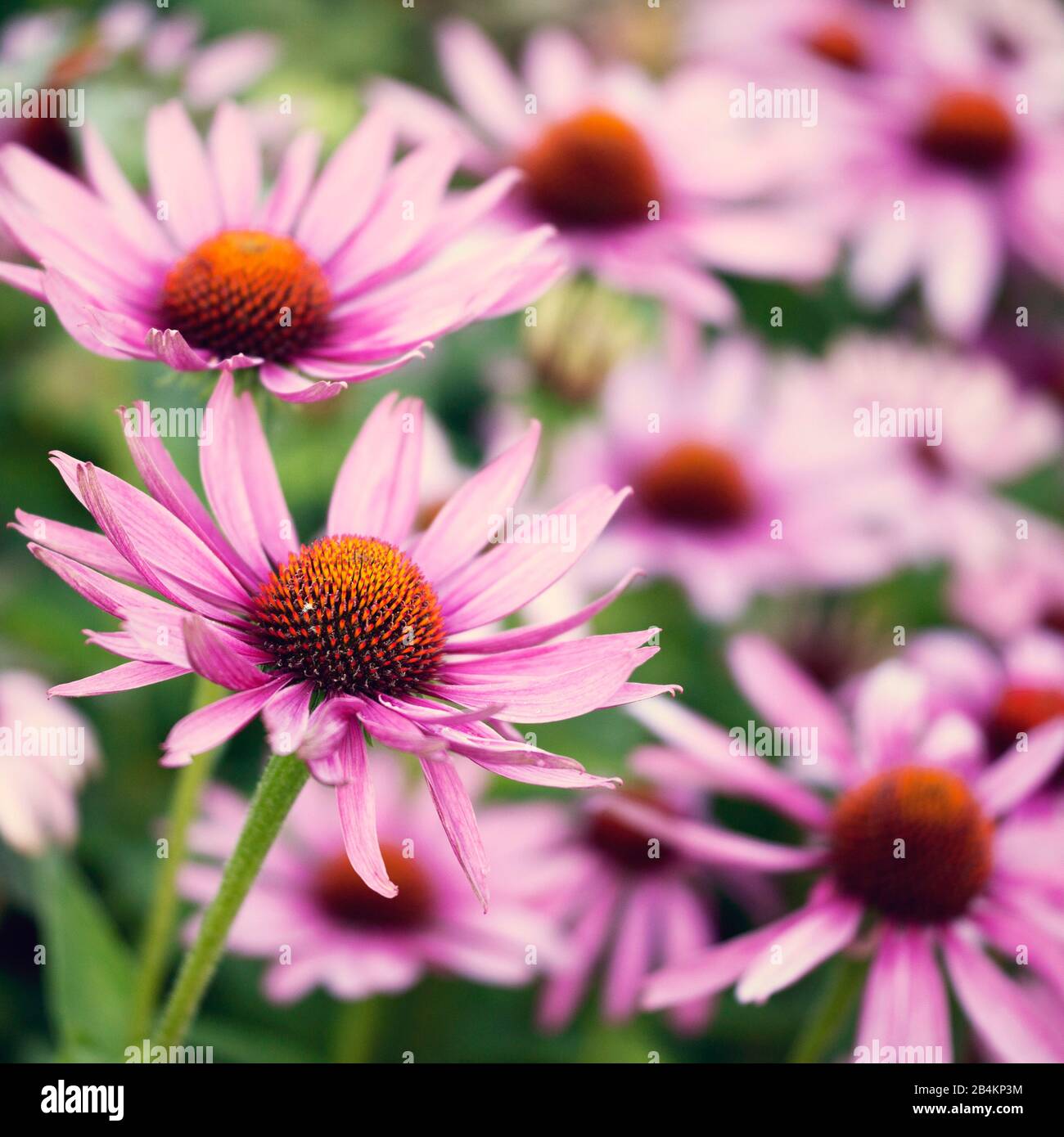 Red medicinal flowers hi-res stock photography and images - Alamy