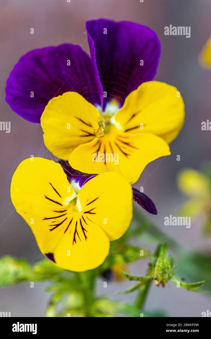 Pansy flower hi-res stock photography and images - Alamy
