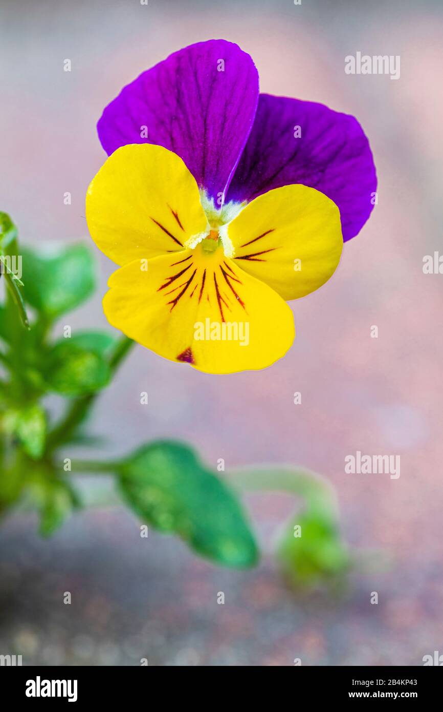 Pansy flower hi-res stock photography and images - Alamy