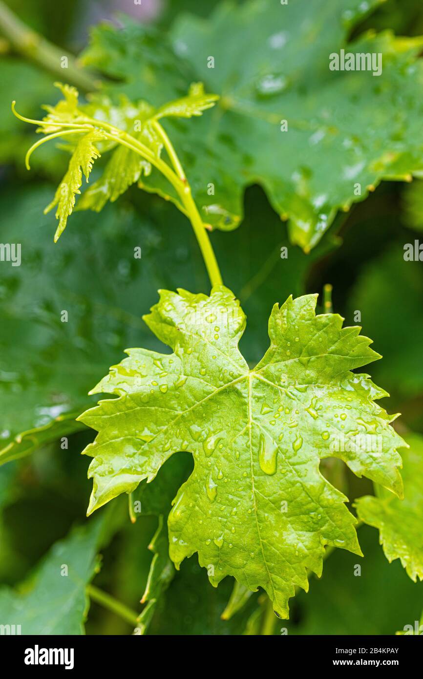 Spring drops hi-res stock photography and images - Alamy