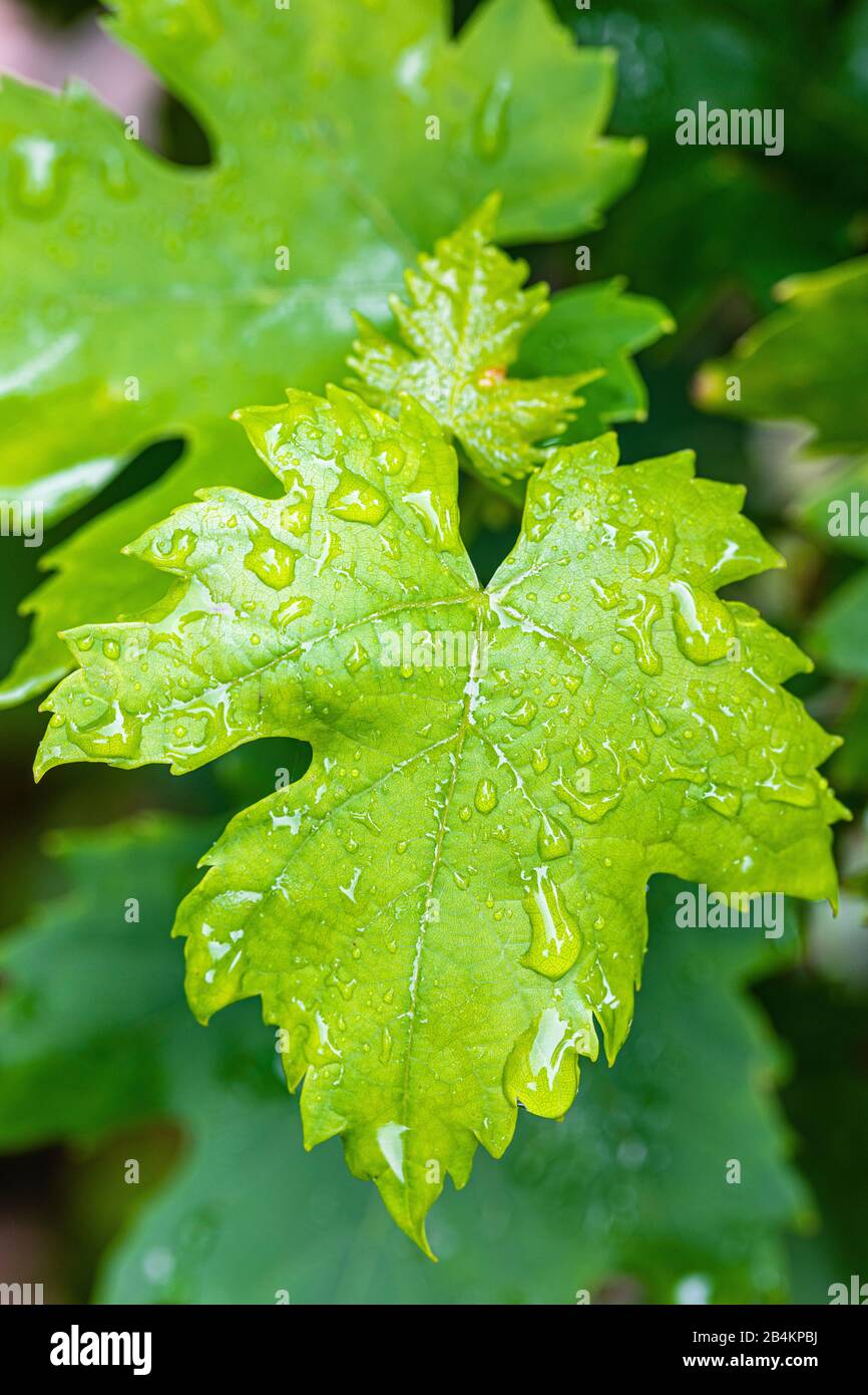 Grapevine leaf hi-res stock photography and images - Alamy