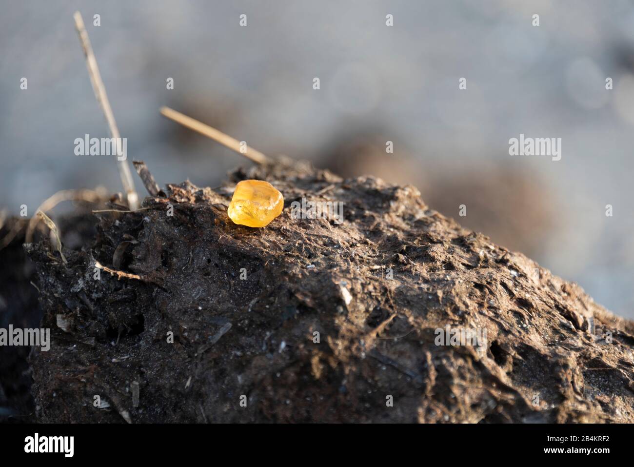 Resin fossils hi-res stock photography and images - Alamy